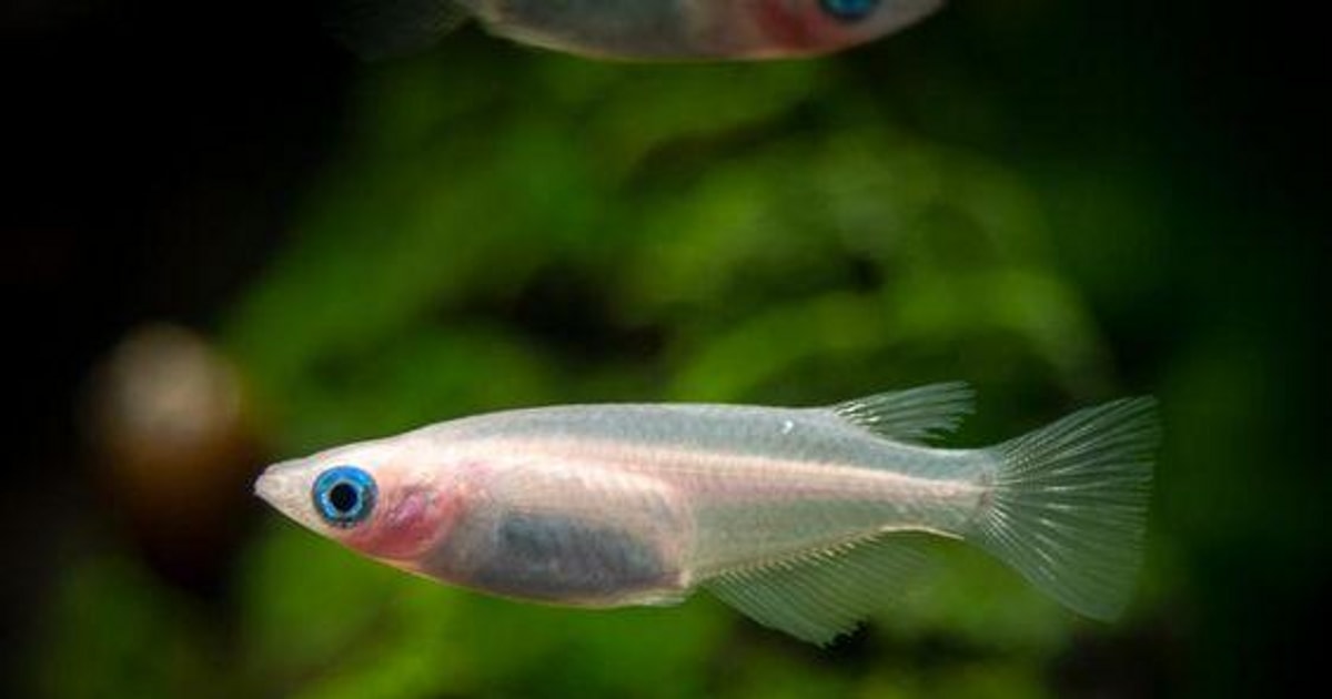 Nghiên cứu trên cá Medaka của nhà khoa học Việt mở ra hướng đi mới cho ...