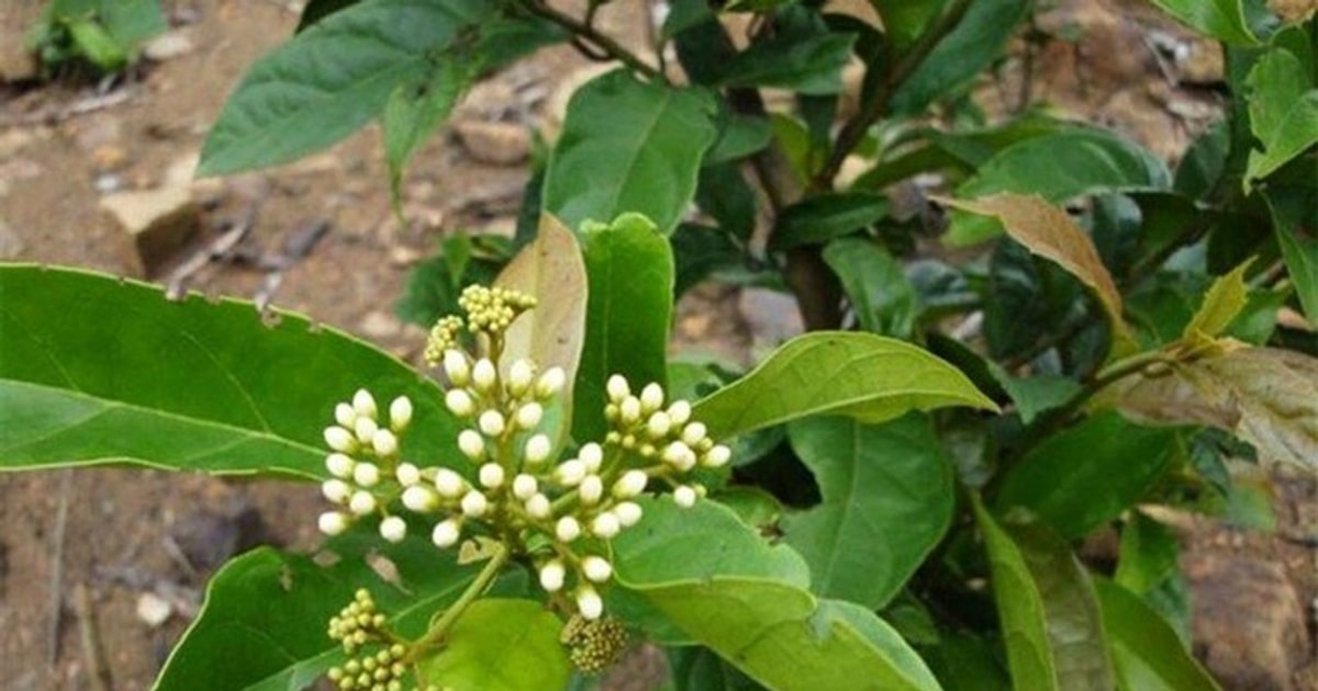Cây xạ đen - Công dụng và cách sử dụng